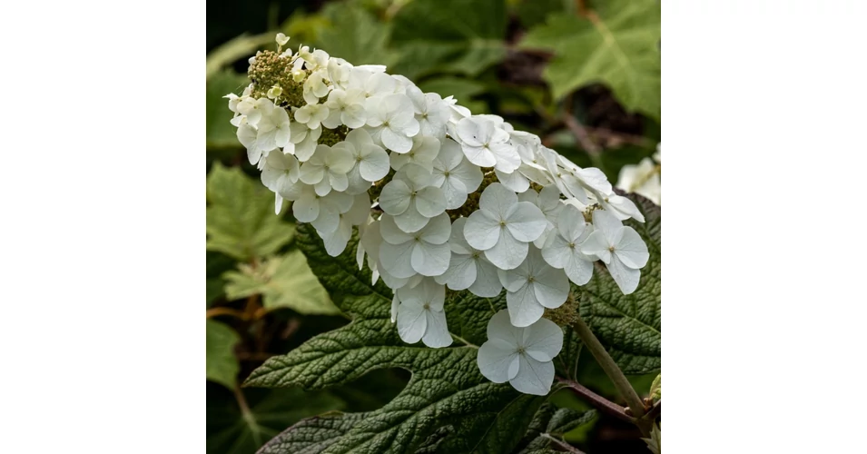 Hydrangea quercifolia 'Harmony'