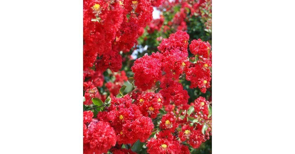 Lagerstroemia Dynamite