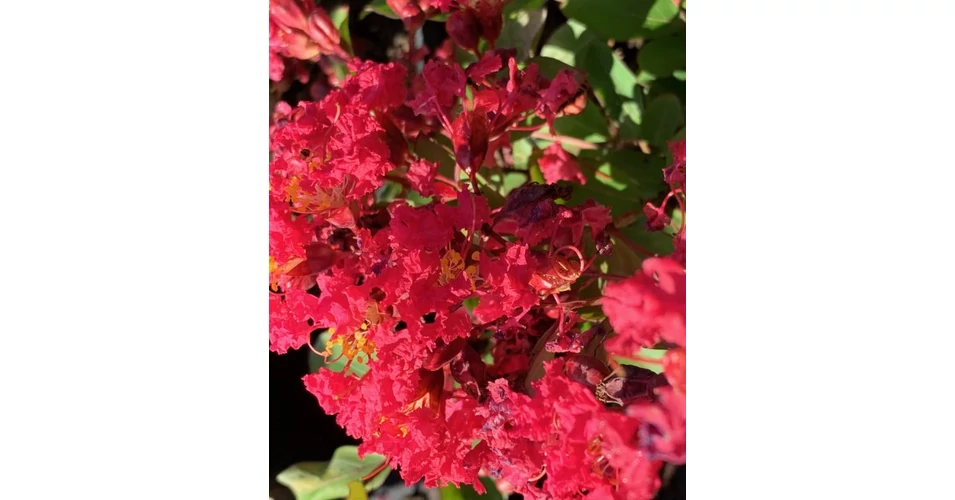 Lagerstroemia Petit Red