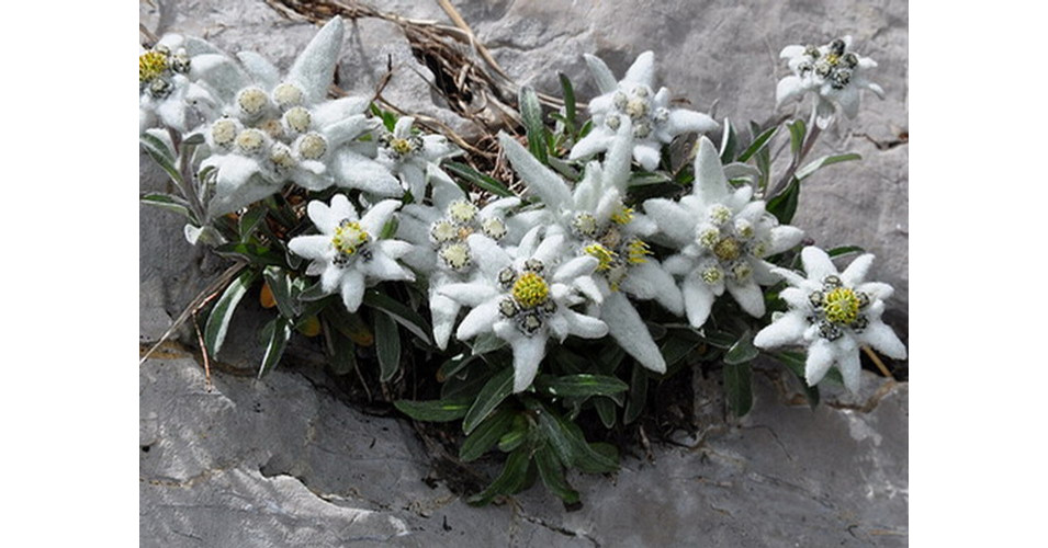 Leontopodium alpinum (Havasi gyopár)