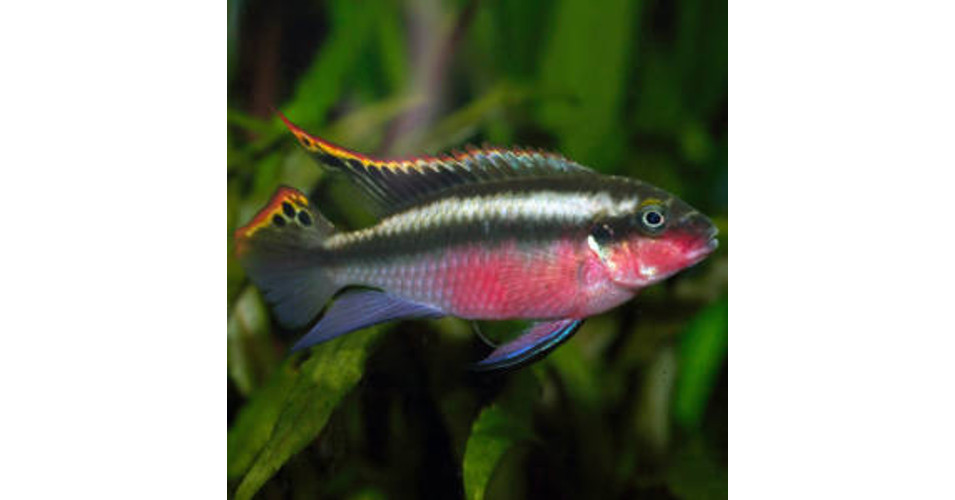 Meggyhasú sügér - Akváriumi halak