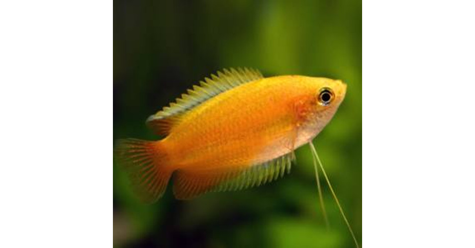 Mézgurámi - Akváriumi halak