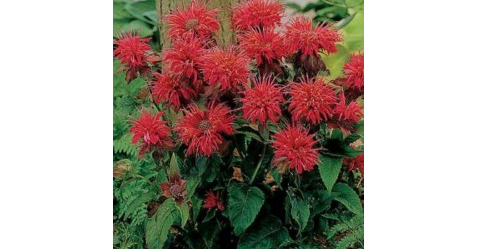 Monarda didyma 'Baby Spice' (Vörös méhbalzsam)