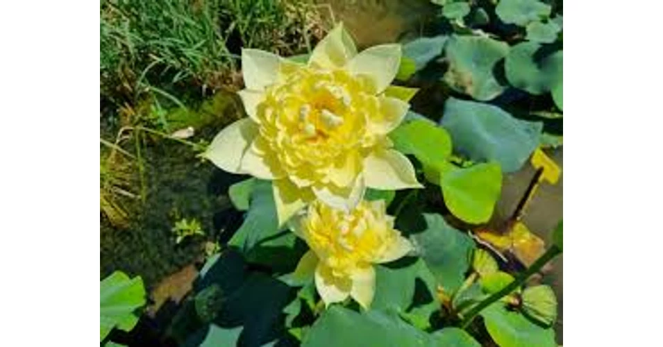 Nelumbo Authumn in Mooling