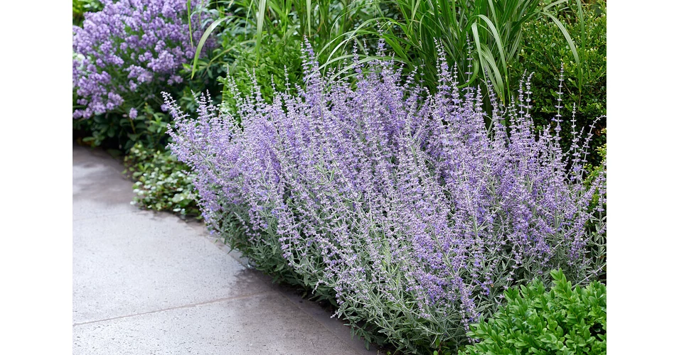 Perovskia atriplicifolia 'Prime Time'®