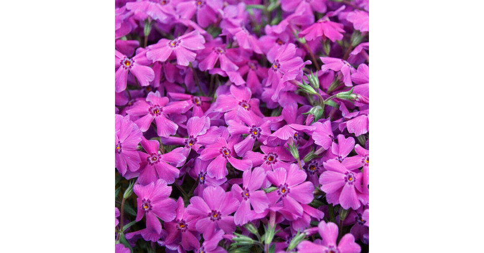 Phlox subulata 'Early Spring Dark Pink' (Árlevelű lángvirág)