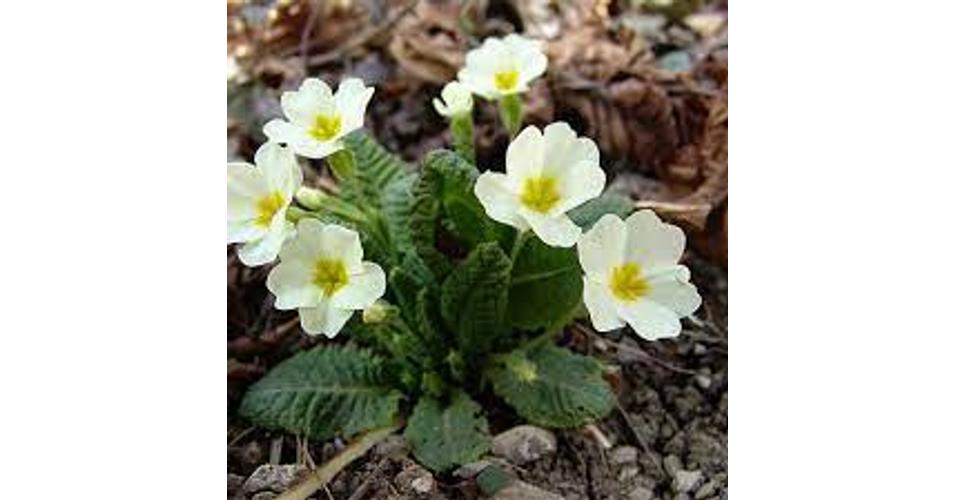 Primula japonica 'Wanda White' (Japán kankalin) Primula japonica 'Wanda White' (Japán kankalin)