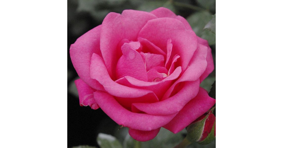 Rosa 'Tom Tom': rózsaszín