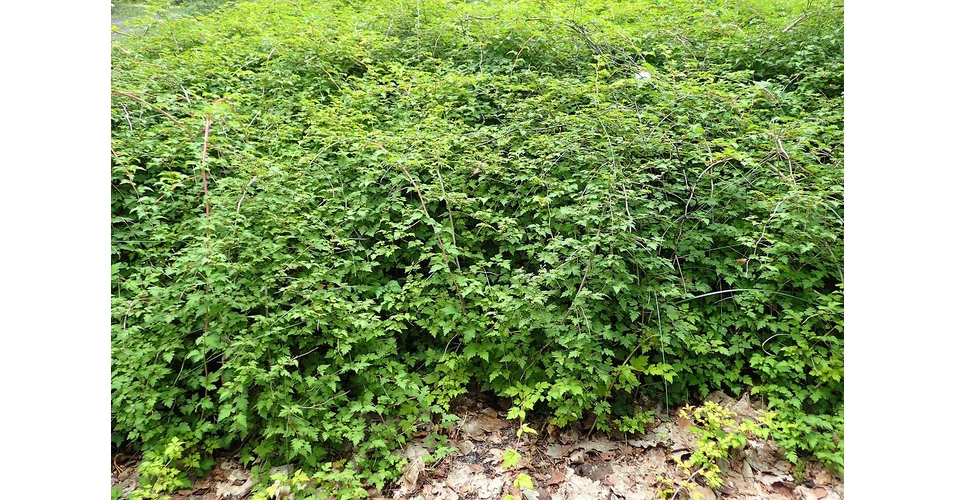 Stephanandra incisa 'Crispa'