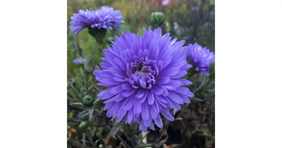 Symphyotrichum (korábban Aster) novi-belgii 'Marie Ballard' (Kopasz ...