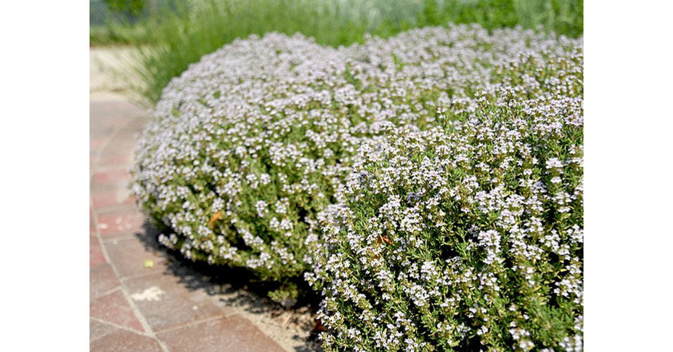 Thymus vulgaris 'Orange Balsam' (Kerti kakukkfű)