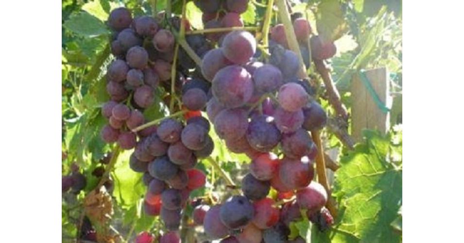 Vitis vinifera 'Cardinal'