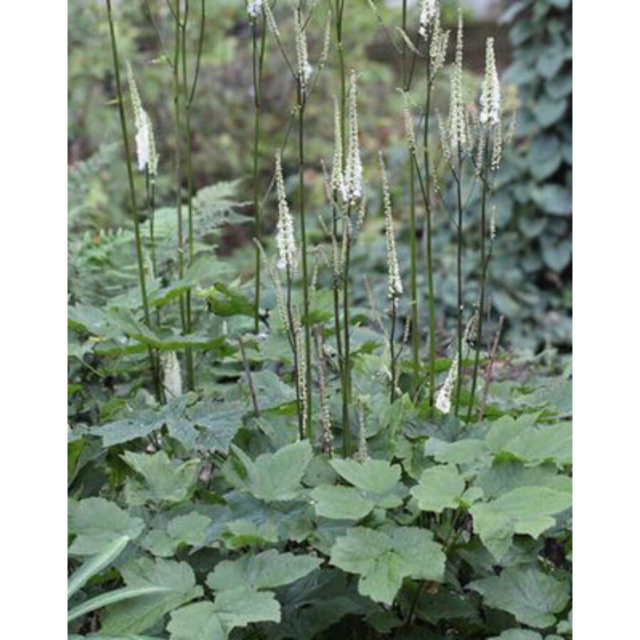 Actaea (Cimicifuga) japonica 'Cheju-Do' (Japán poloskavész)