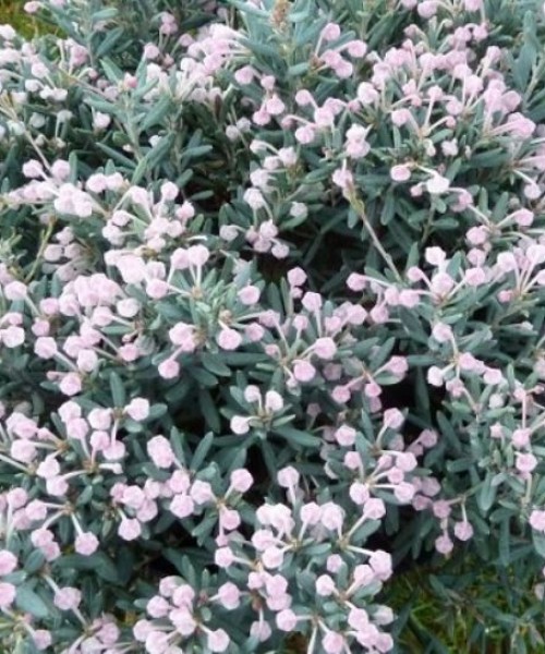 Andromeda polifolia Blue Lagoon