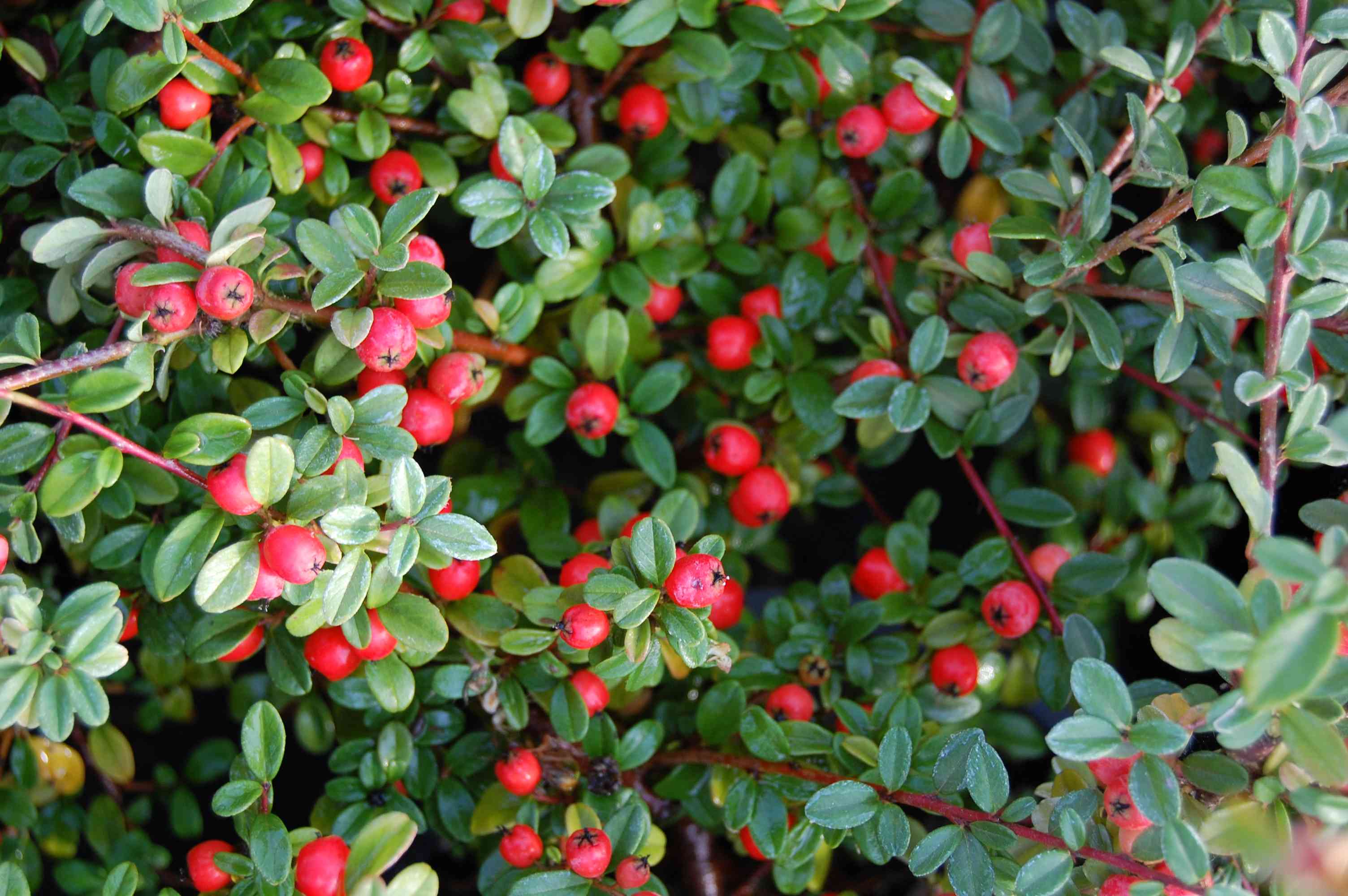 Cotoneaster dammeri ’Skogholm’