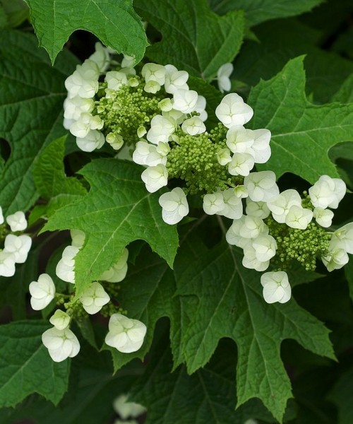 Hydrangea quercifolia Sikes Dwarf