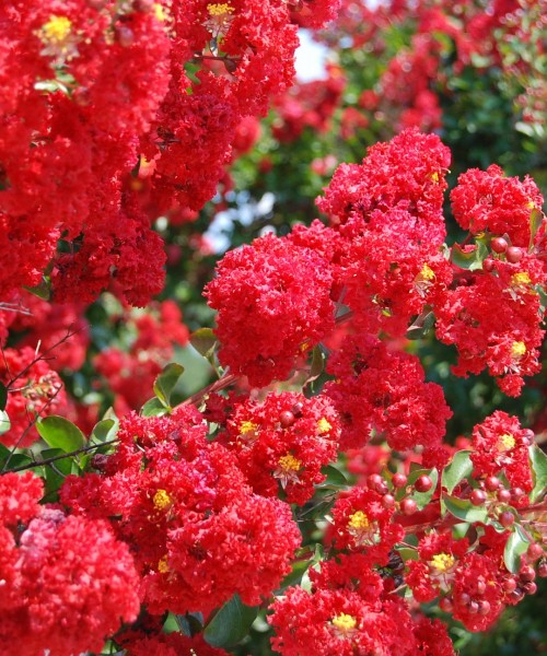 Lagerstroemia Dynamite