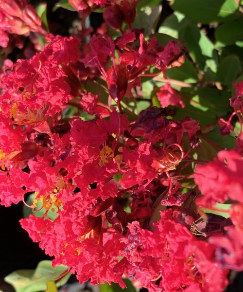 Lagerstroemia Petit Red