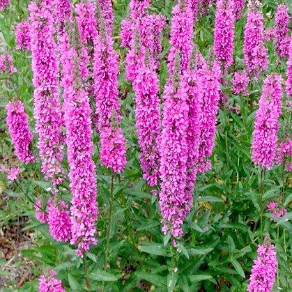 Lythrum salicaria 'Blush' (Réti füzény)