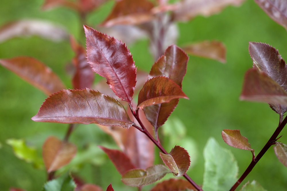 Photinia 'Magical Volcano' Korallberkenye