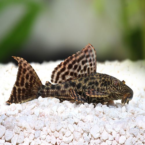Plekó - Hypostomus plecostomus - Óriás Algaevő hal - Akváriumi halak