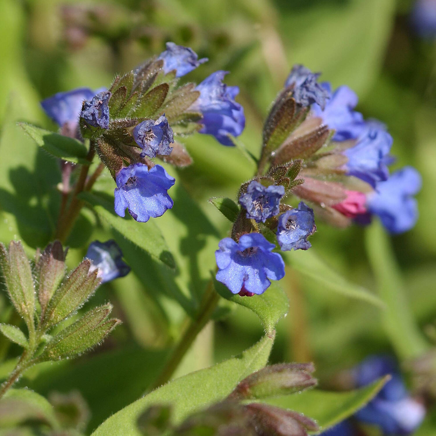Pulmonaria dacica 'Azurea' (Tüdőfű)