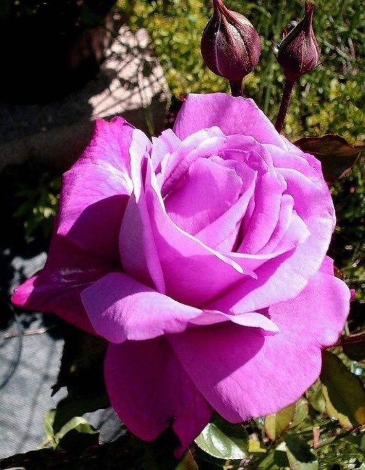 Rosa 'Passion': lila